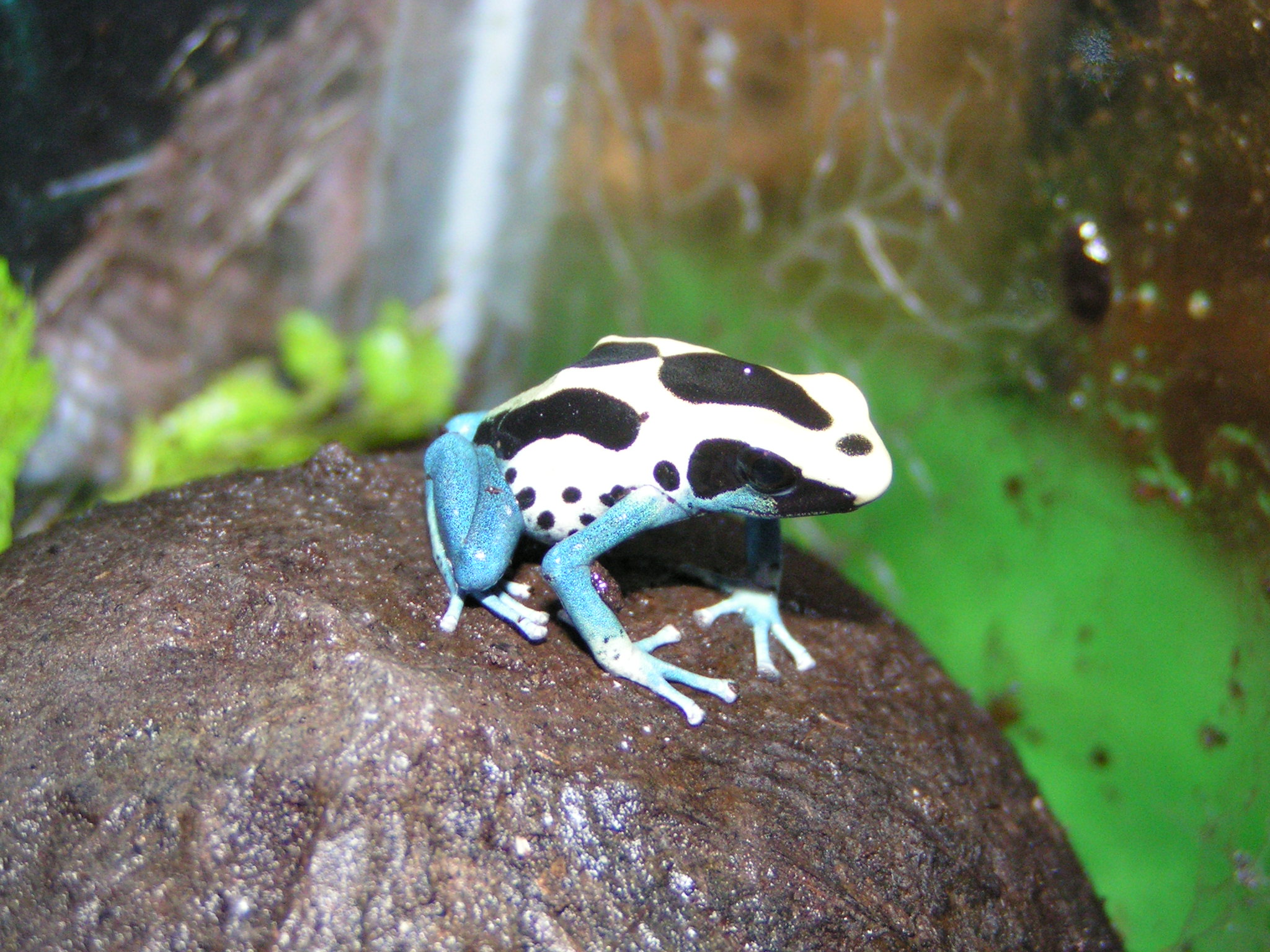 cuban white frog